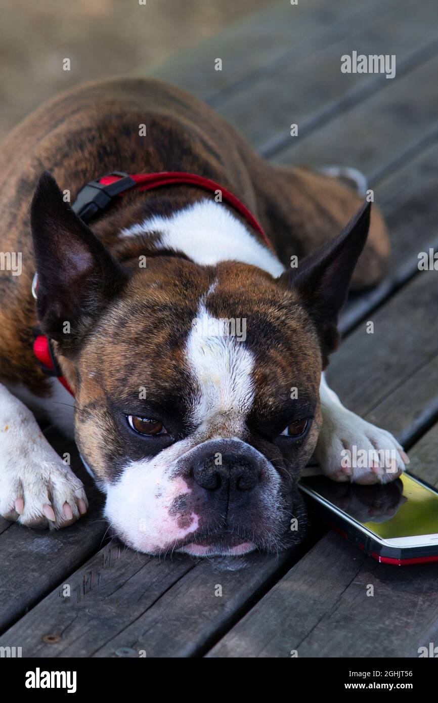 sad dog boston terrier bored and lying with the phone Stock Photo - Alamy
