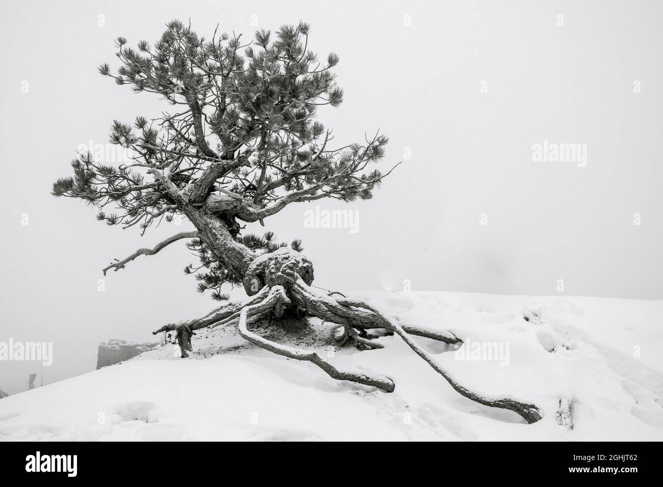 Knotted Roots of Tree Cling To Snowy Cliff In Bryce Canyon National ...