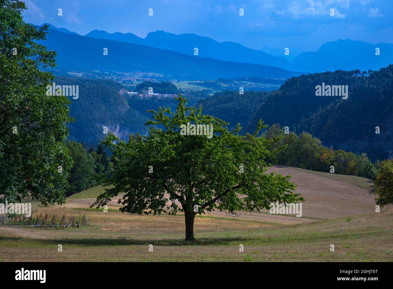 Spreading tree hi-res stock photography and images - Alamy