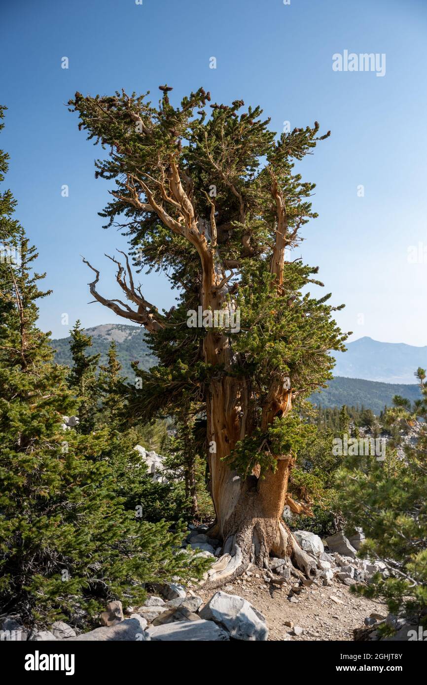 Lanky tree hi-res stock photography and images - Alamy