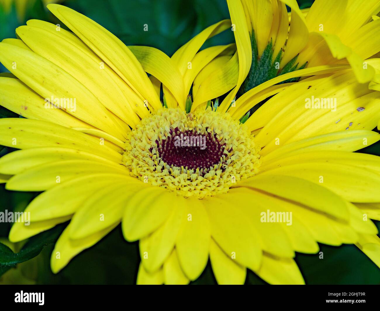 Closeup of yellow Transvaal daisies in a garden in the daylight Stock ...