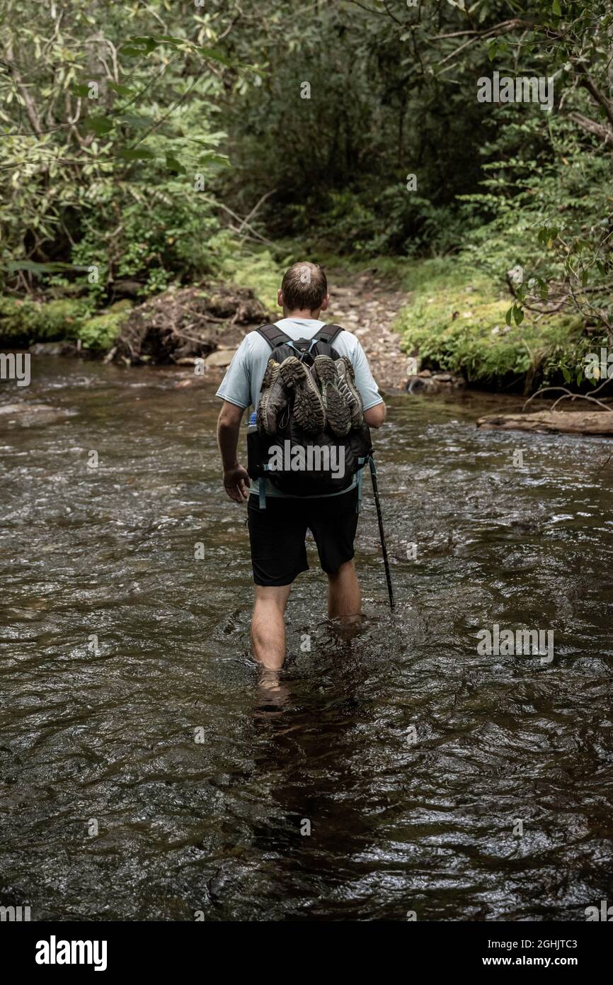 Man Fords Calf Deep Creek along Caldwell Fork Trail in Great Smoky ...