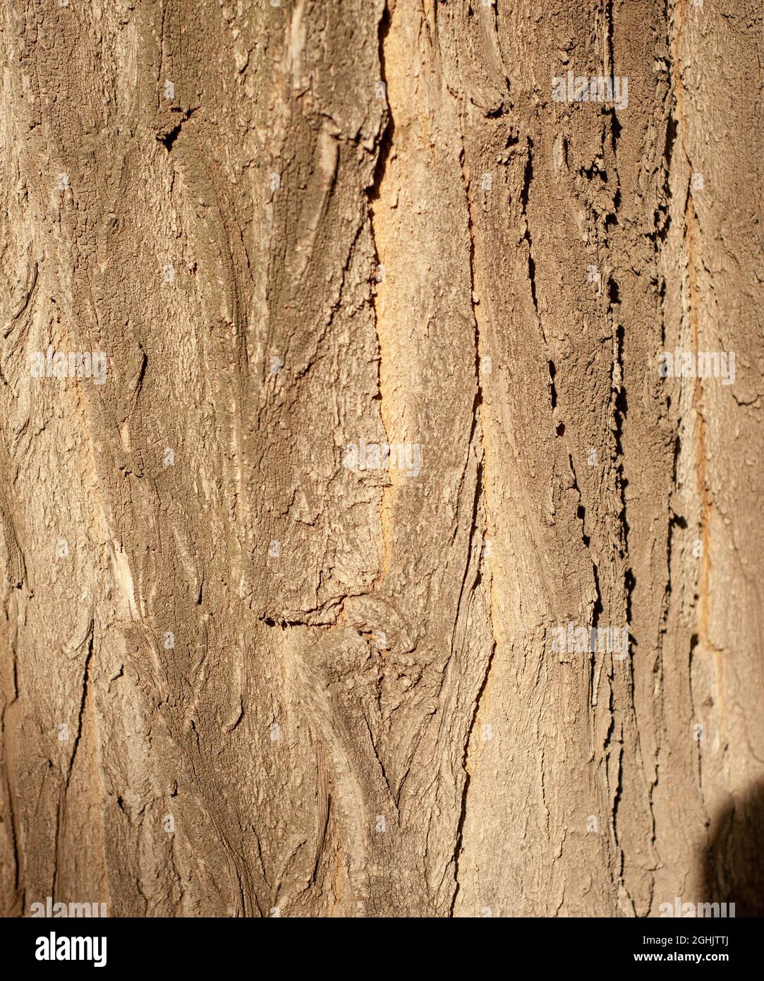 Seamless tree bark background. Brown tileable texture of the old tree ...