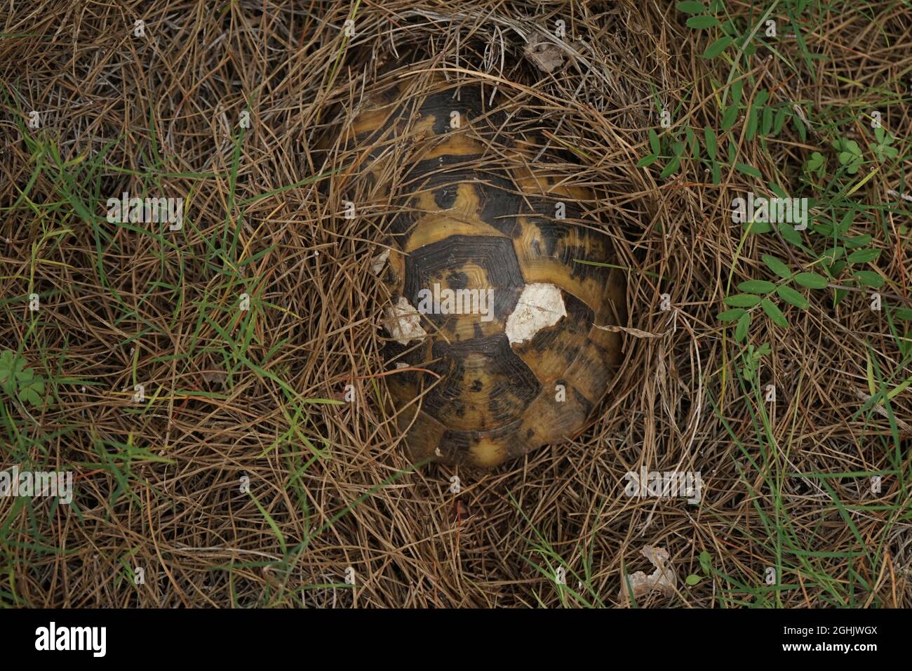 Top shot of a turtle hiding in a thick shell outdoor Stock Photo - Alamy