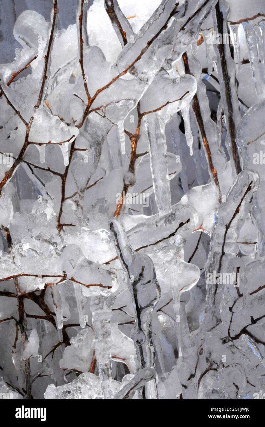 Frozen icicles forming sheets of ice encasing twigs as cold nights ...