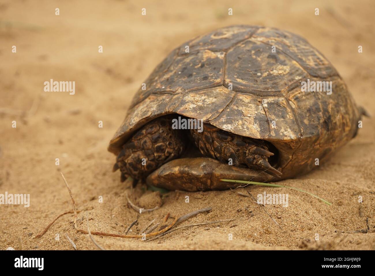 Turtle hiding in shell hi-res stock photography and images - Alamy