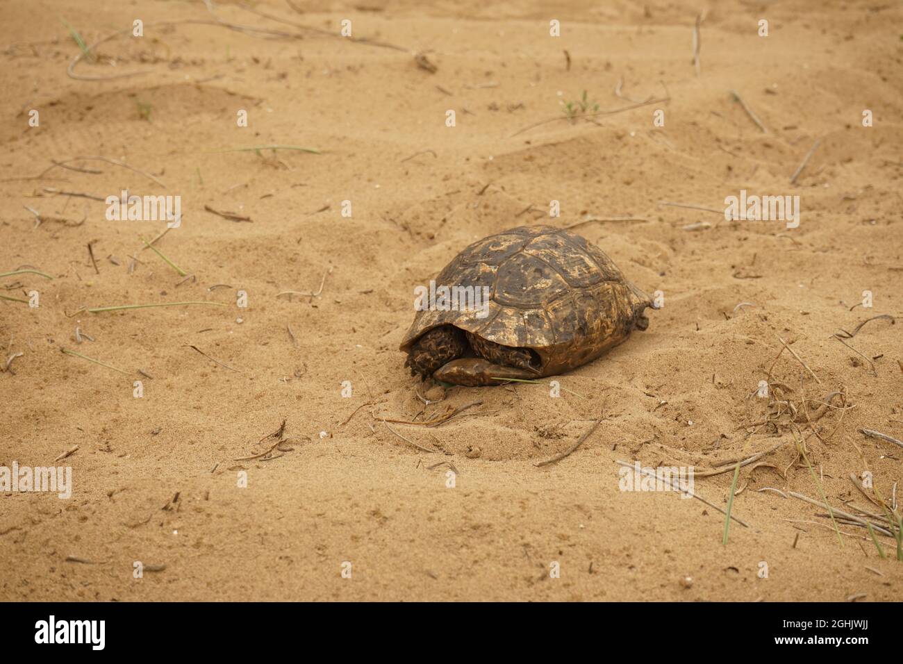 A turtle hiding in its shell hi-res stock photography and images - Alamy