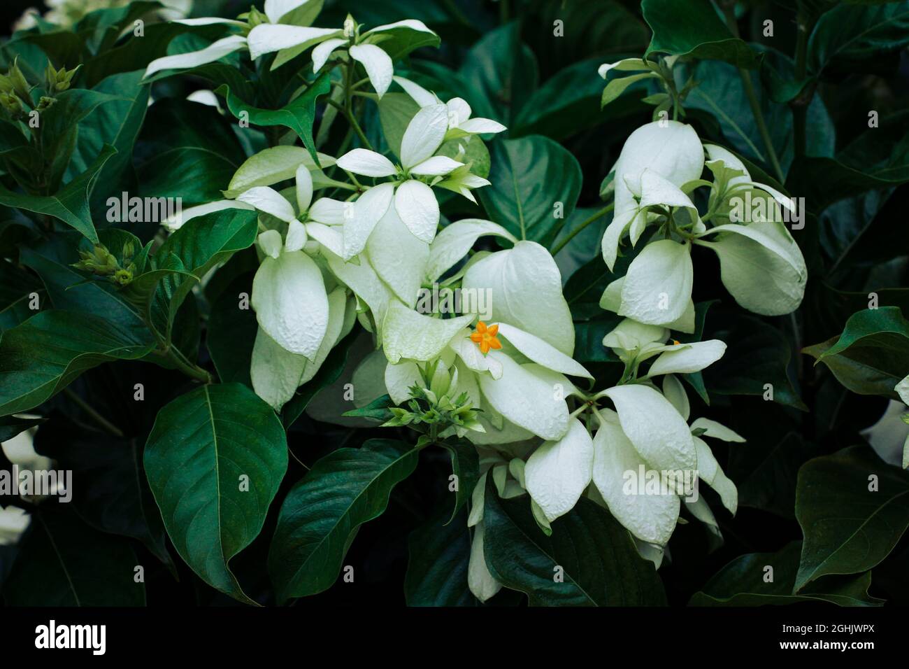 Mussaenda roxburghii hi-res stock photography and images - Alamy