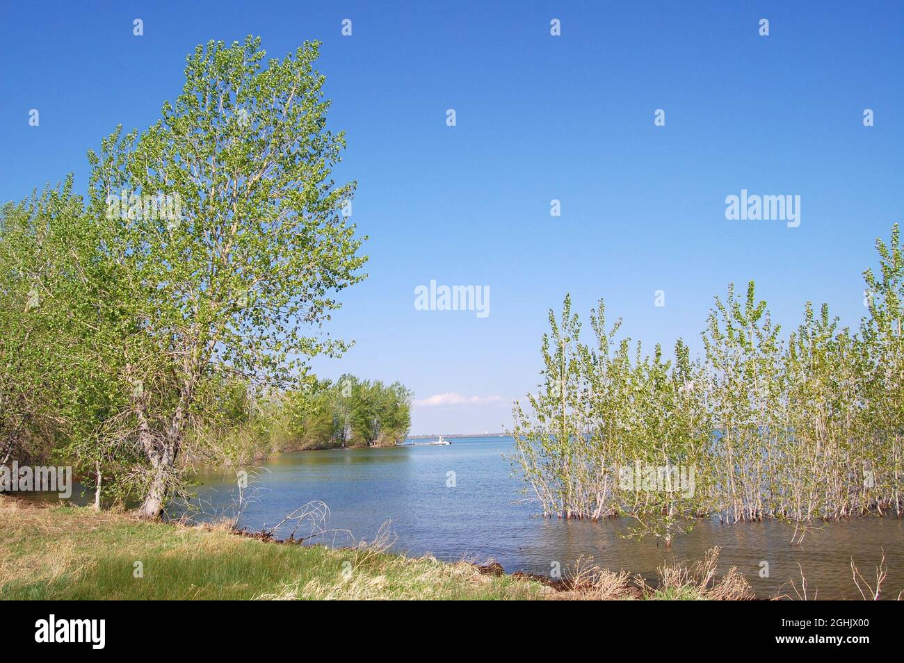 Springtime Colorado lake landscape of lake shore with new pant growth ...