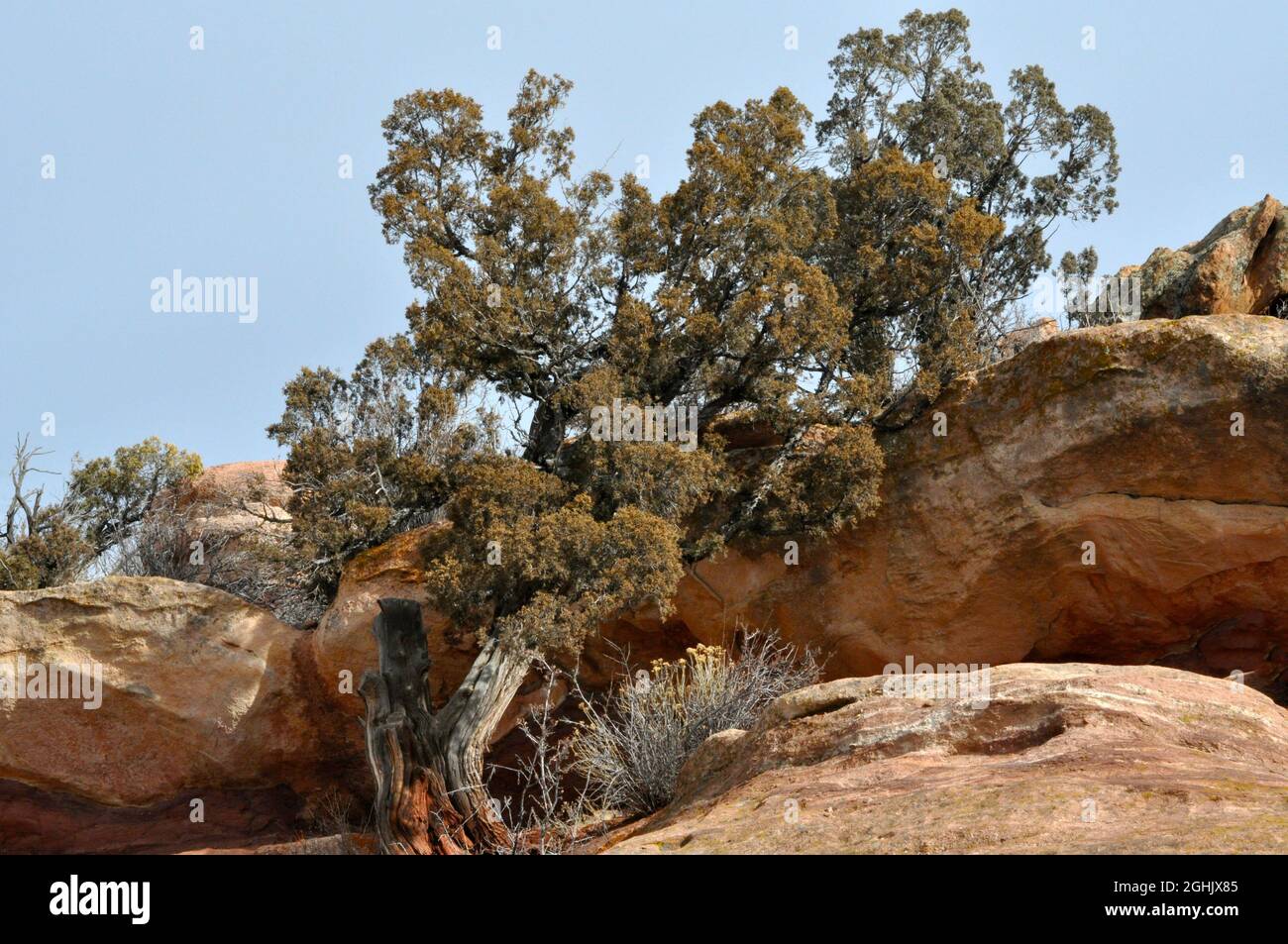Weathered tree at Red Rocks Park in Morrison Colorado Stock Photo - Alamy