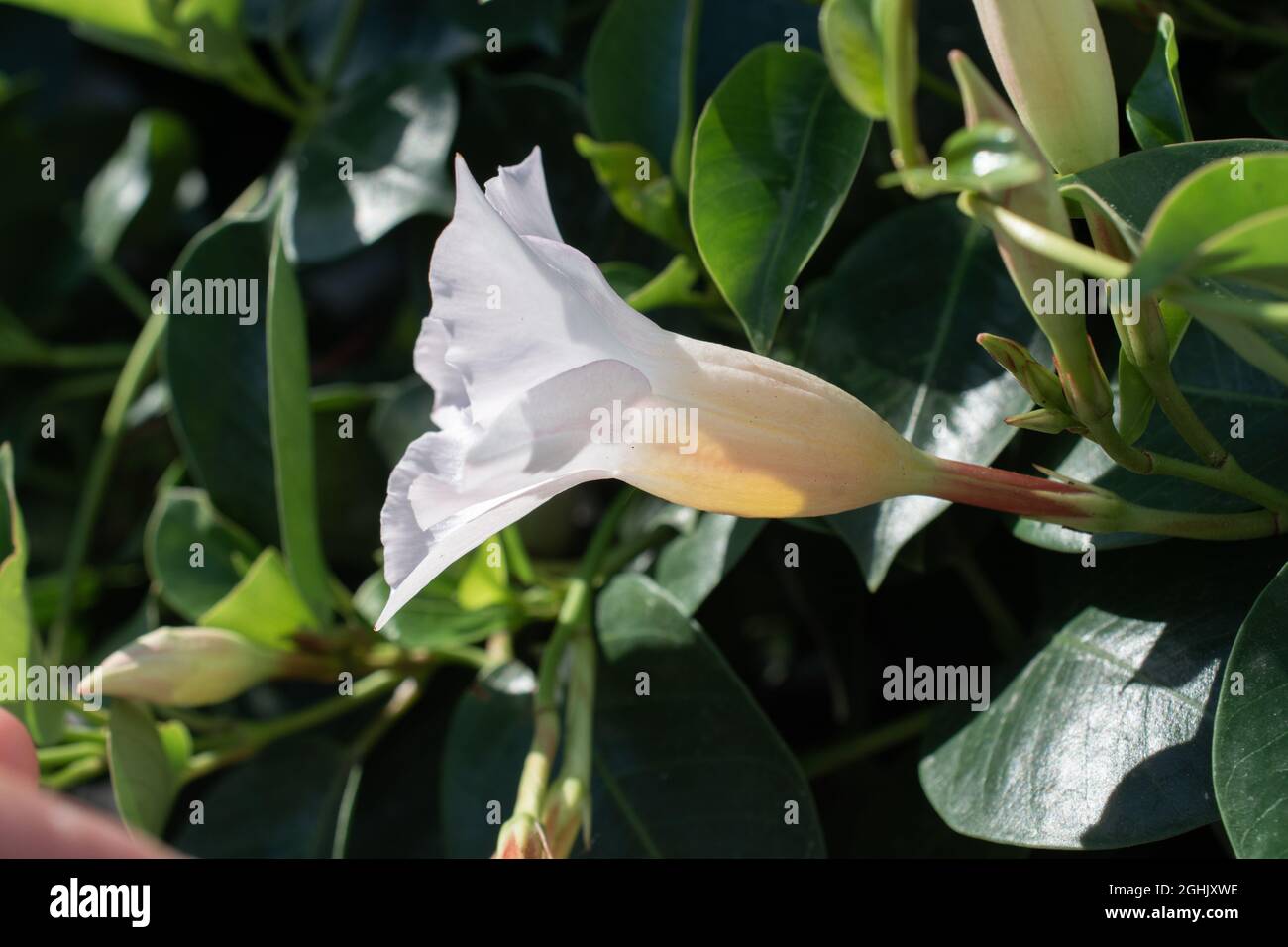 Datura Bud With Leaves High Resolution Stock Photography and Images - Alamy