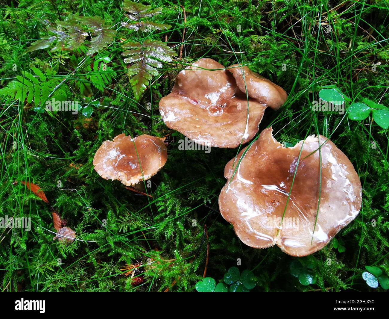 Closeup of wild mushrooms in a forest during daylight Stock Photo - Alamy