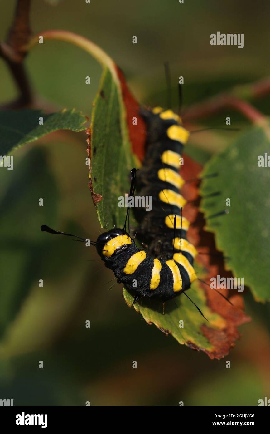 A colourful larva (caterpillar) of the Alder Moth (Acronicta alni ...