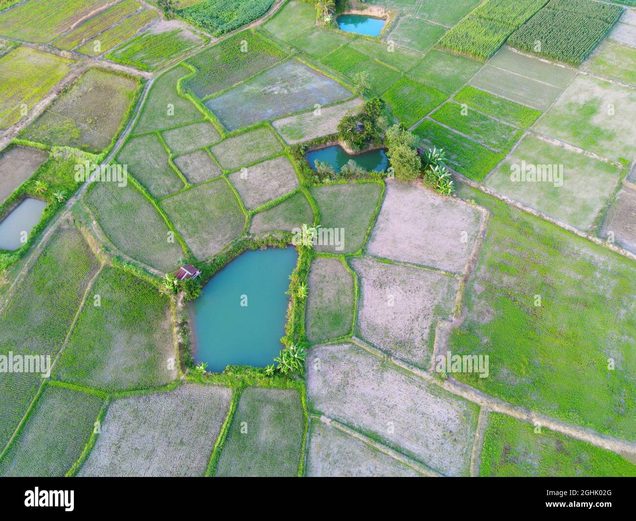 Aerial view of the green rice fields nature agricultural farm ...
