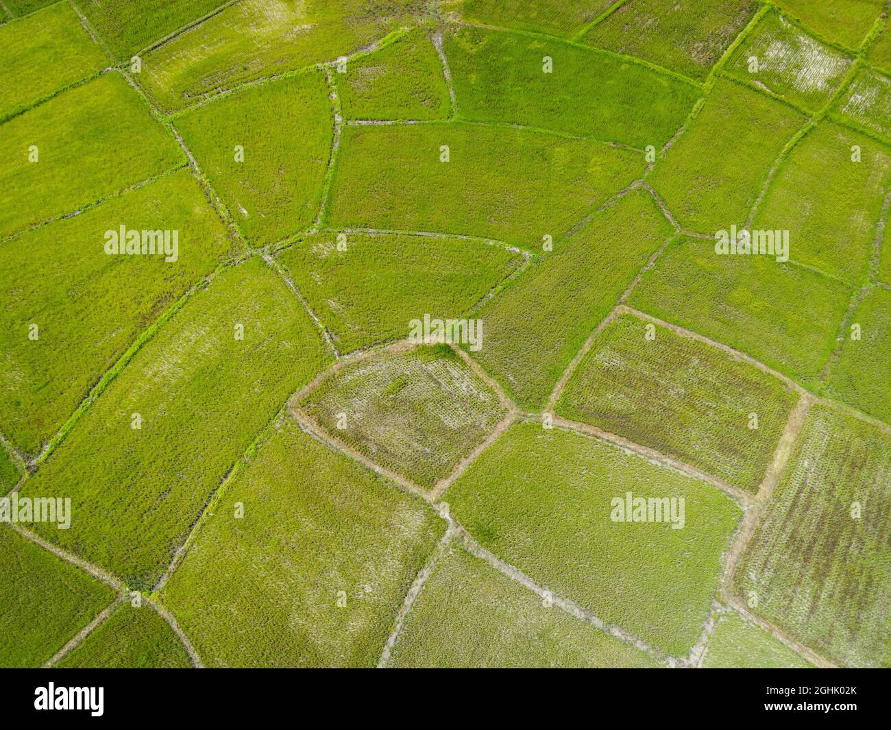 Aerial view of the green rice fields nature agricultural farm ...