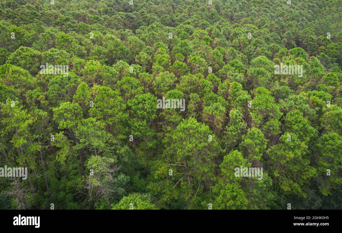 Aerial view forest tree environment forest nature background, Texture ...