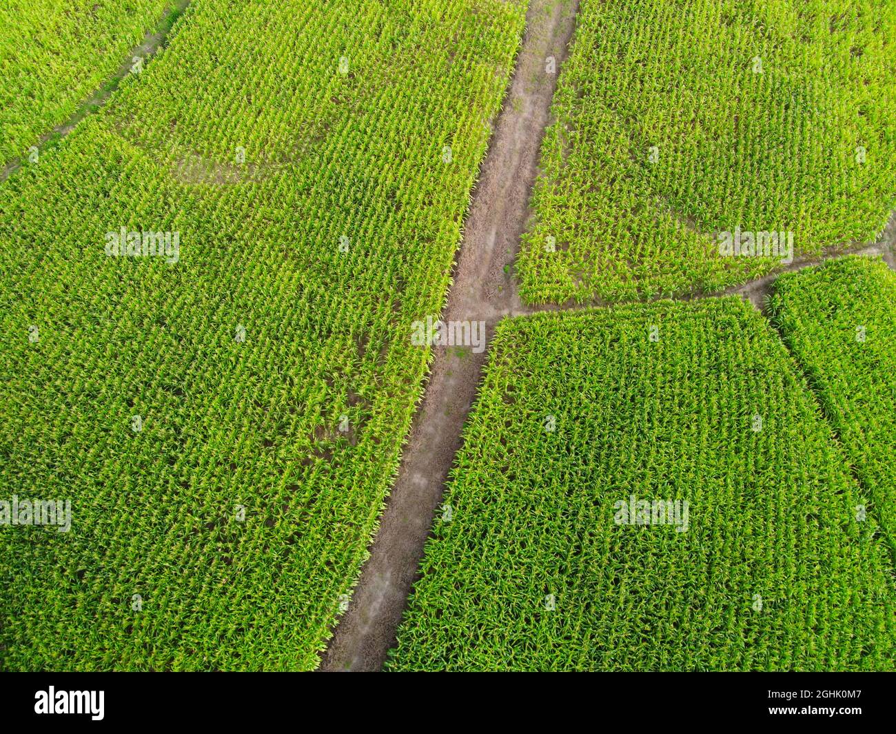 Aerial view field nature agricultural farm background, top view corn ...