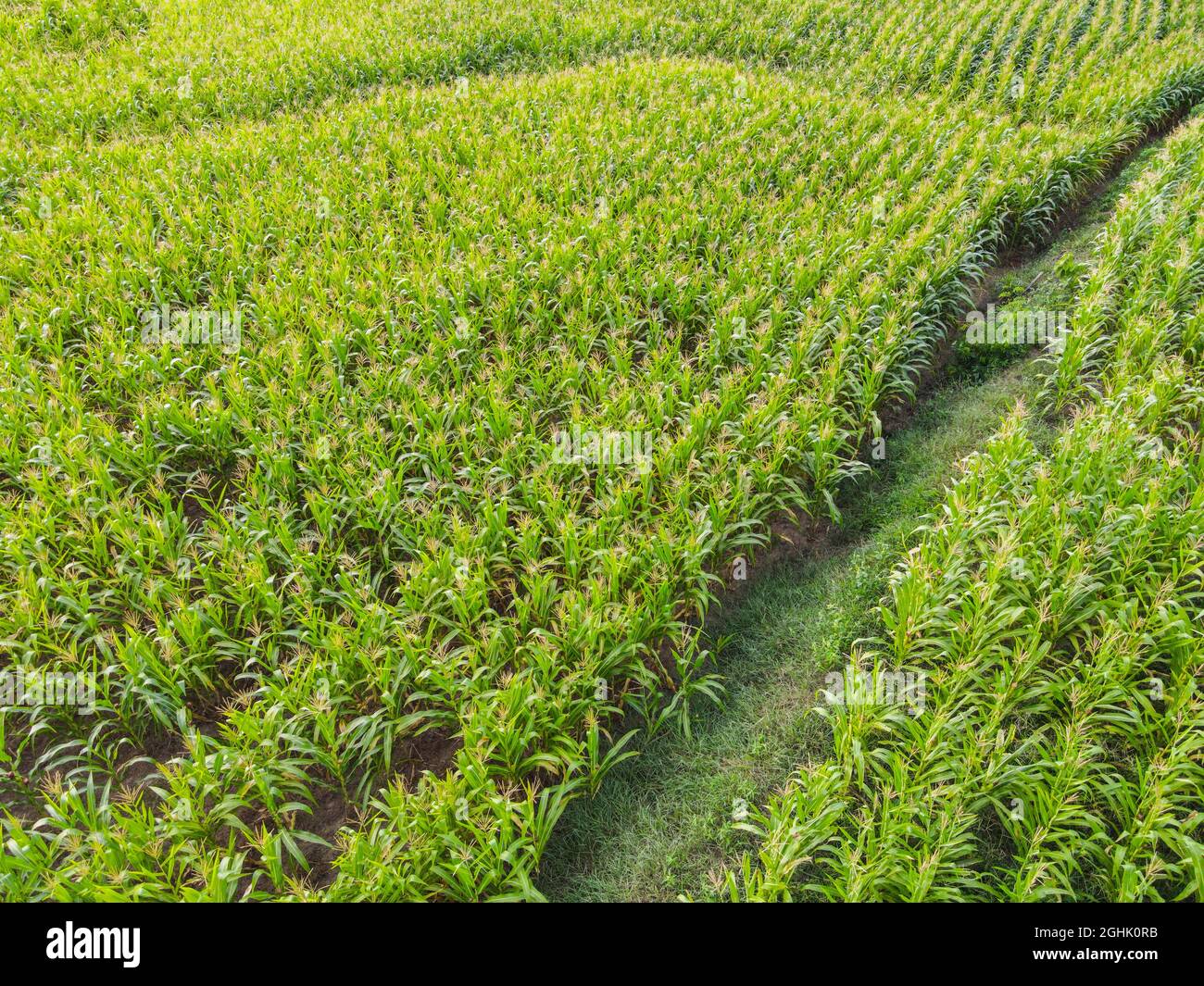 Aerial view field nature agricultural farm background, top view corn ...