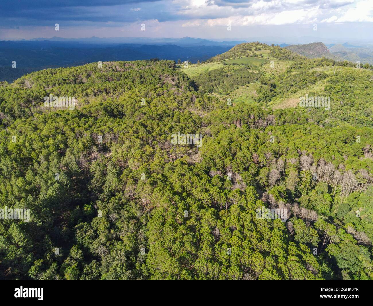 Aerial view forest tree environment forest nature background, Texture ...