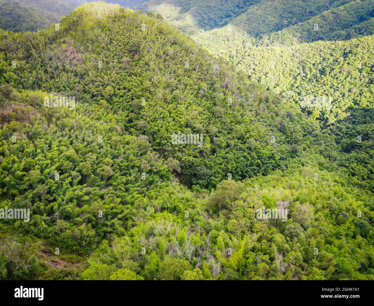 Aerial view forest tree environment forest nature background, Texture of green tree top view ...