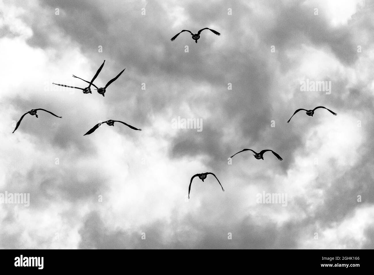Birds flying in clouds Stock Photo - Alamy