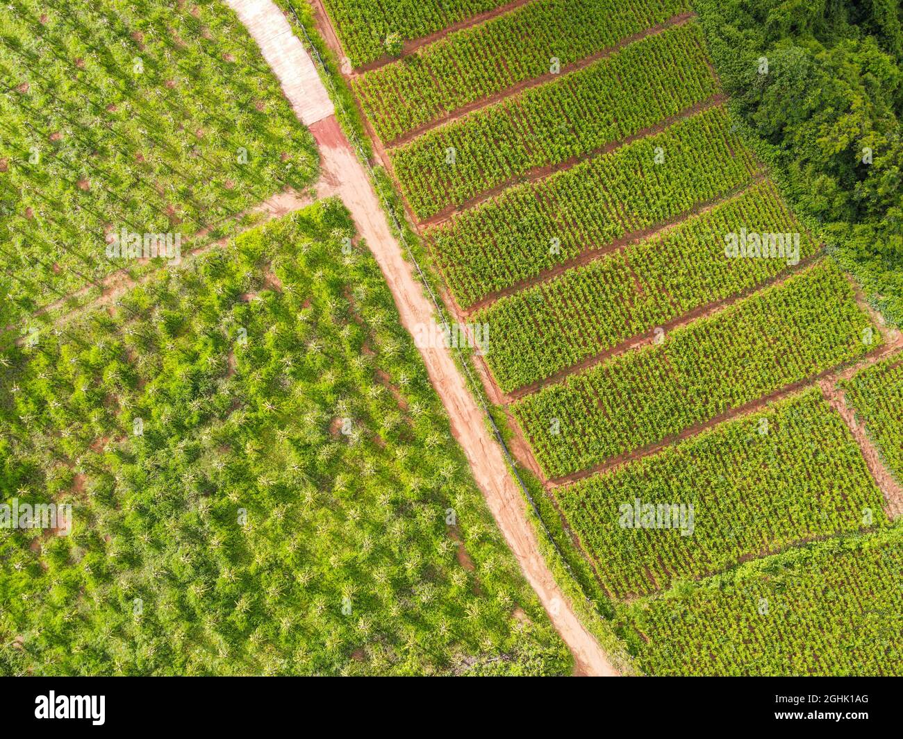 mixed plantation aerial view of the plowed field green nature ...