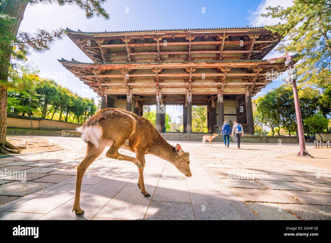 Deer at Todaiji temple in Nara, Japan Stock Photo - Alamy
