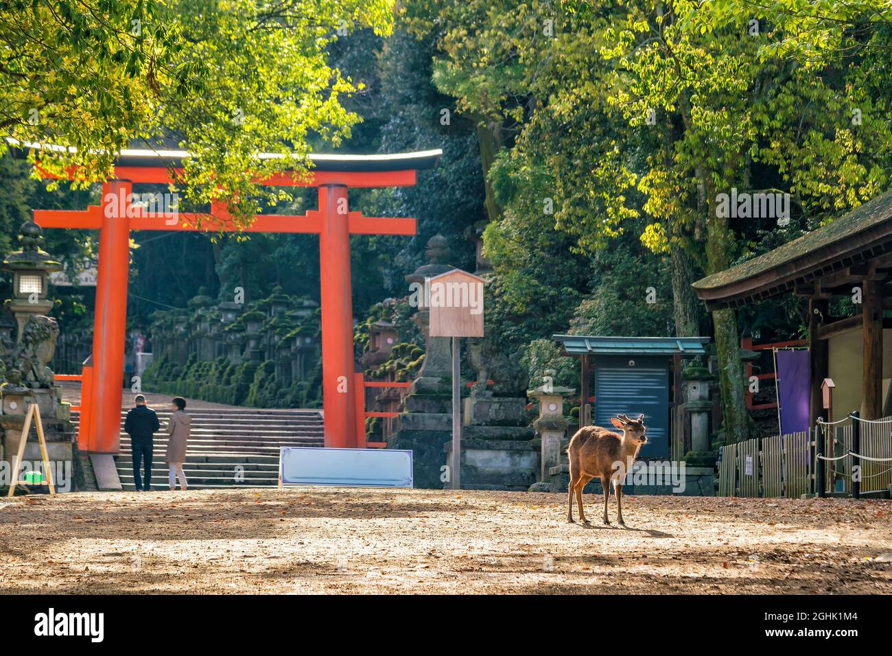 Deer in downtown area of Nara, Japan Stock Photo - Alamy