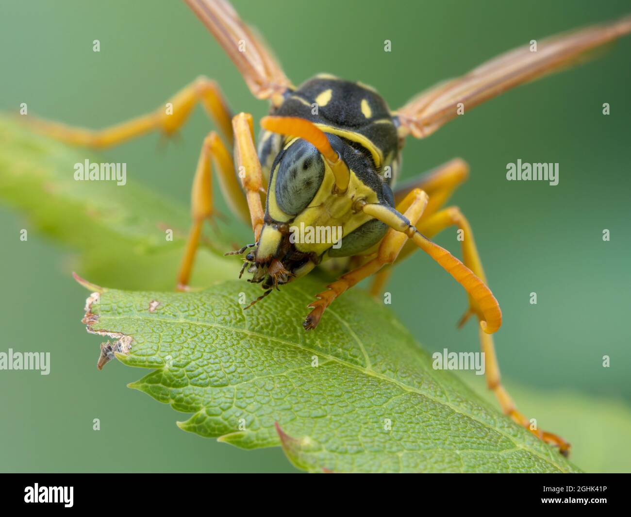 Polistes species hi-res stock photography and images - Alamy