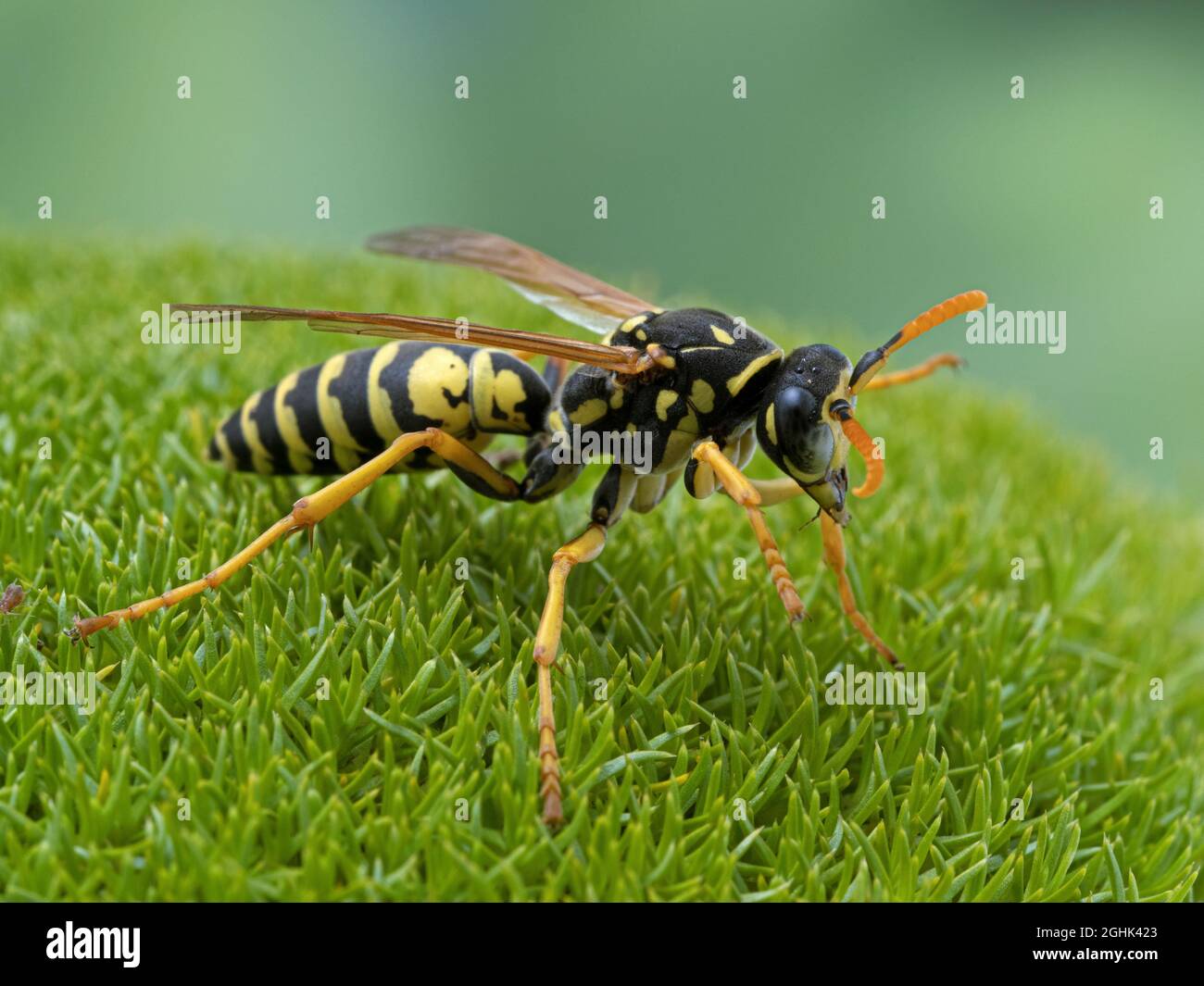 Pretty European paper wasp (Polistes dominula) standing on a bed of ...