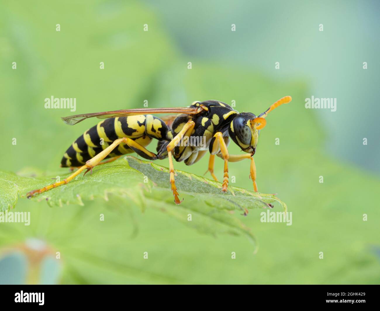 Colorful European paper wasp (Polistes dominula) resting on a leaf ...