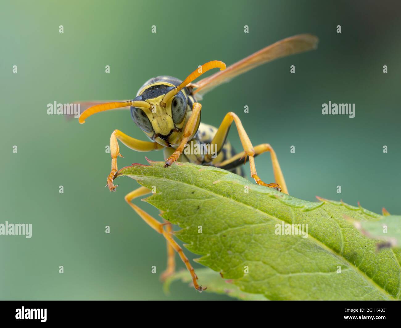 Close-up of a pretty European paper wasp (Polistes dominula) facing the ...