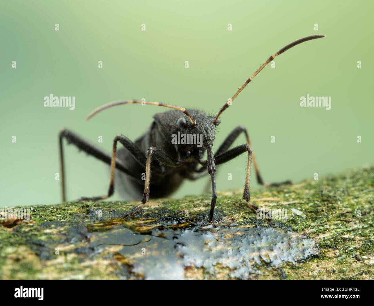 Sap feeding insects hi-res stock photography and images - Alamy