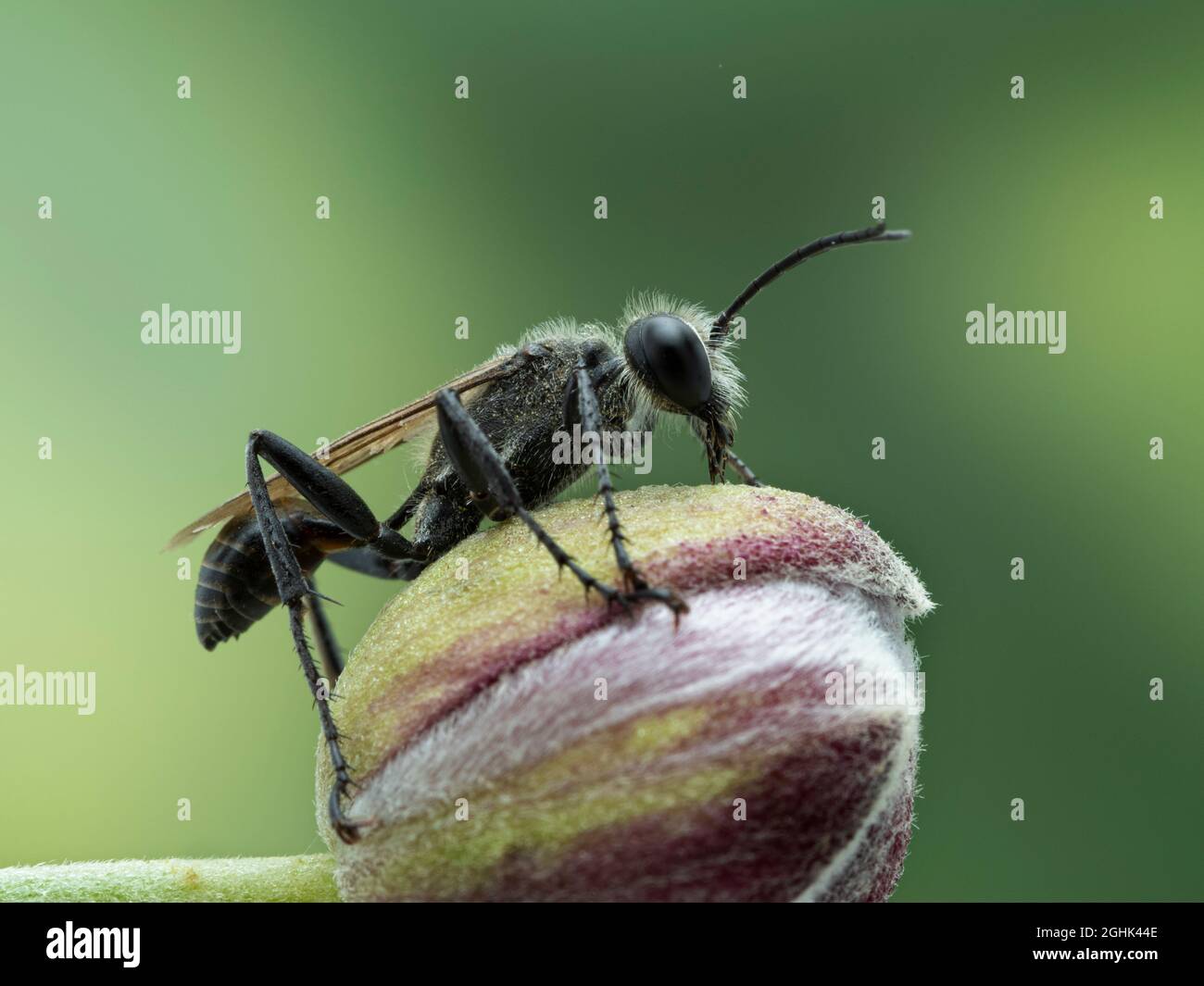 side view of a male thread-waisted wasp (Sphex lucae) resting on a ...