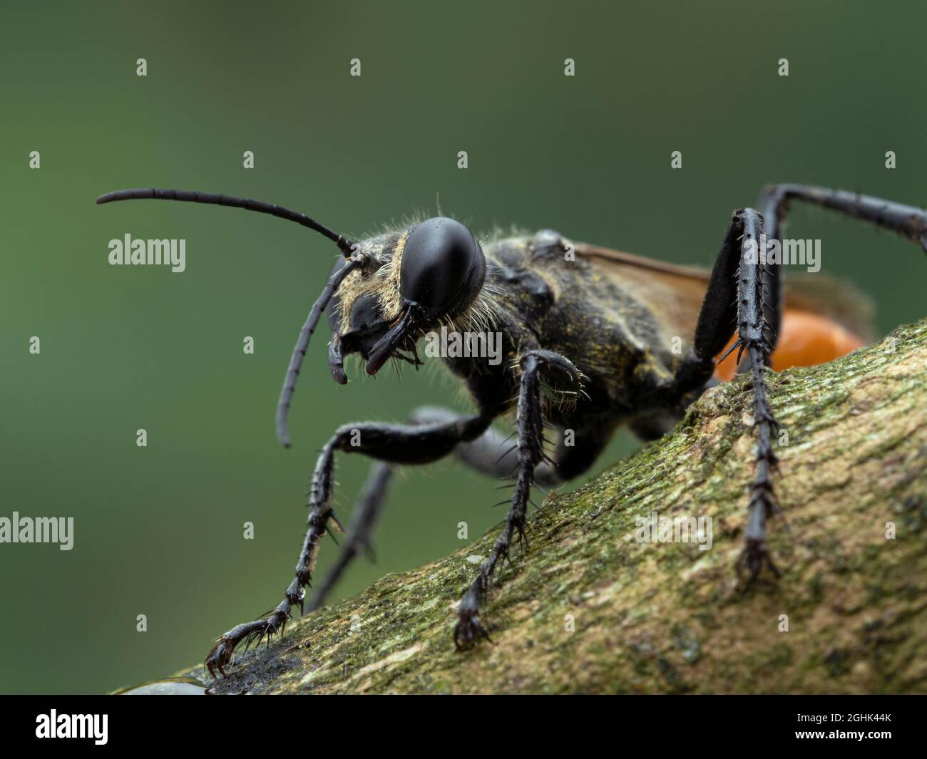 close-up of a female thread-waisted wasp (Sphex lucae) resting on a ...