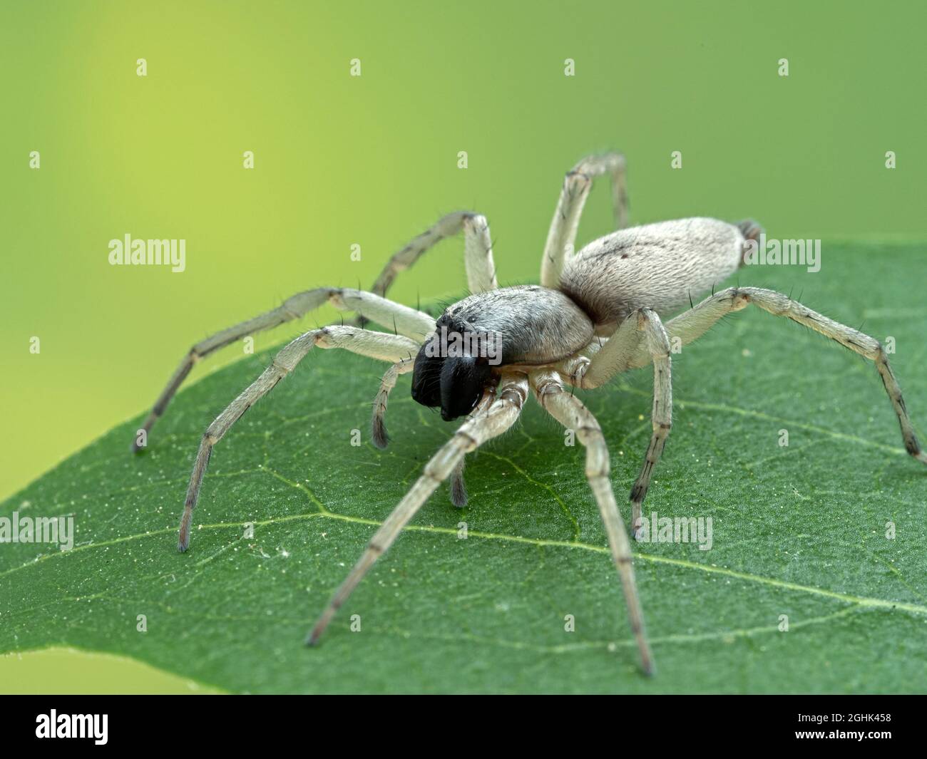 Invasive spider species hi-res stock photography and images - Alamy