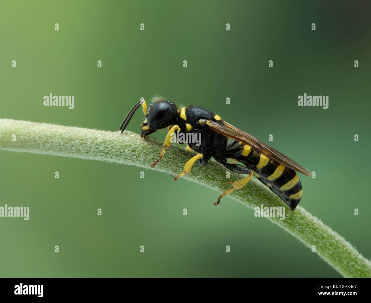 P8290024 tiny squarehead wasp, Ectemnius species, drinking from a drop ...