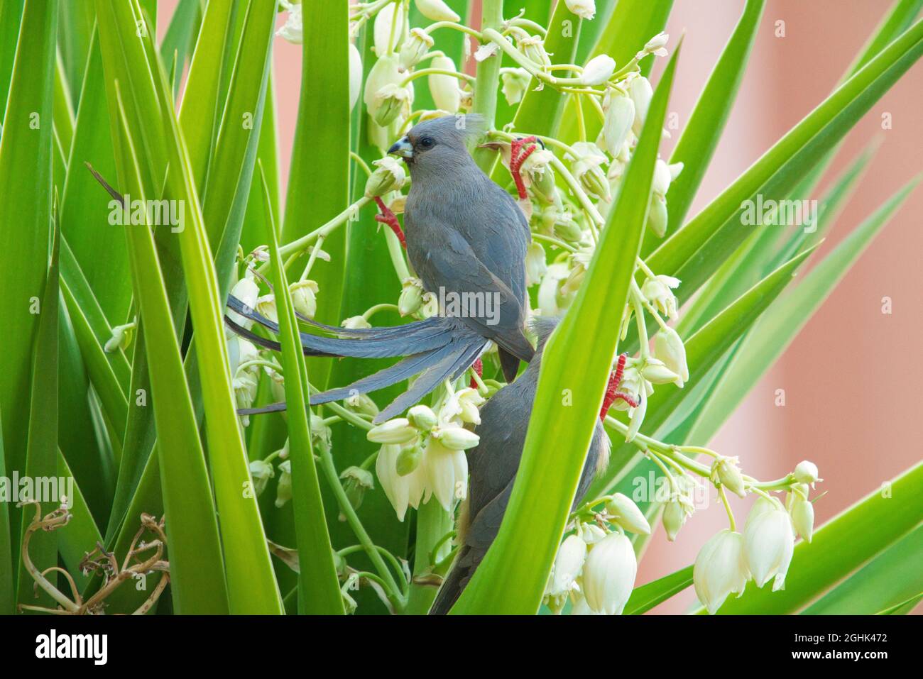 White-backed Mousebird resting in the green leaves. Plants with white ...