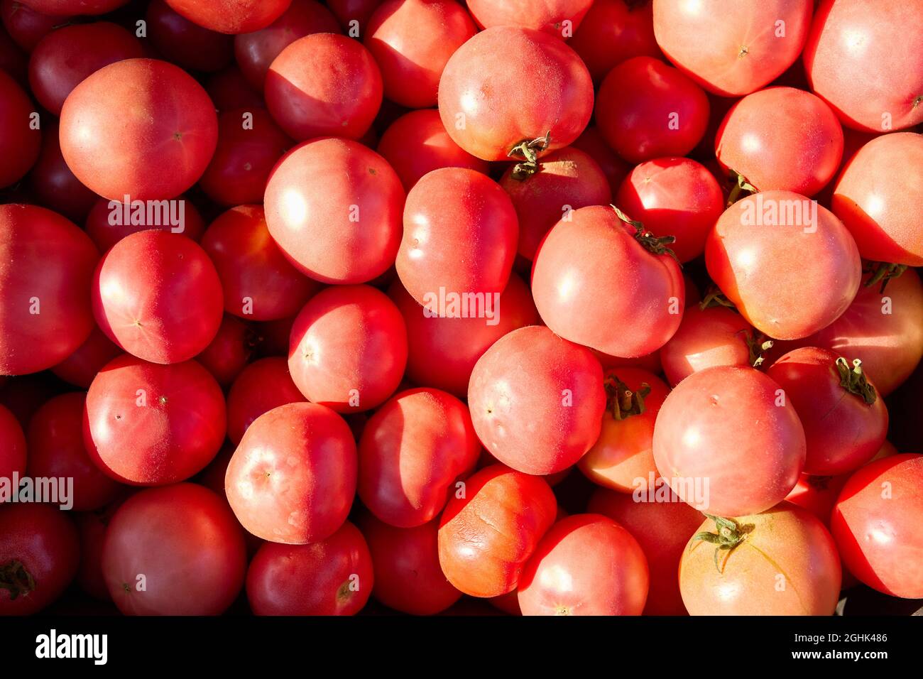Pink tomatoes on the market Stock Photo - Alamy