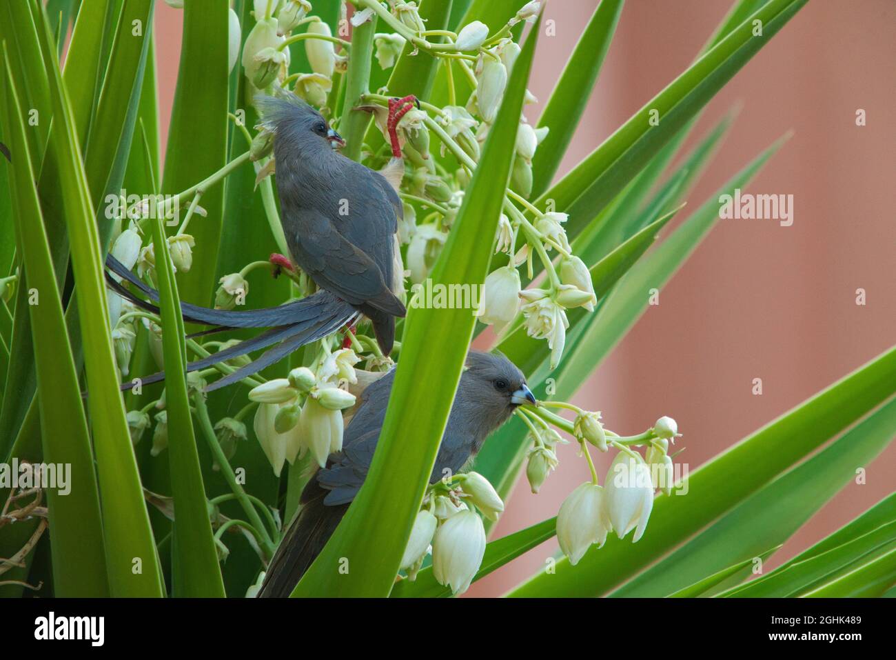 White-backed Mousebird resting in the green leaves. Plants with white ...