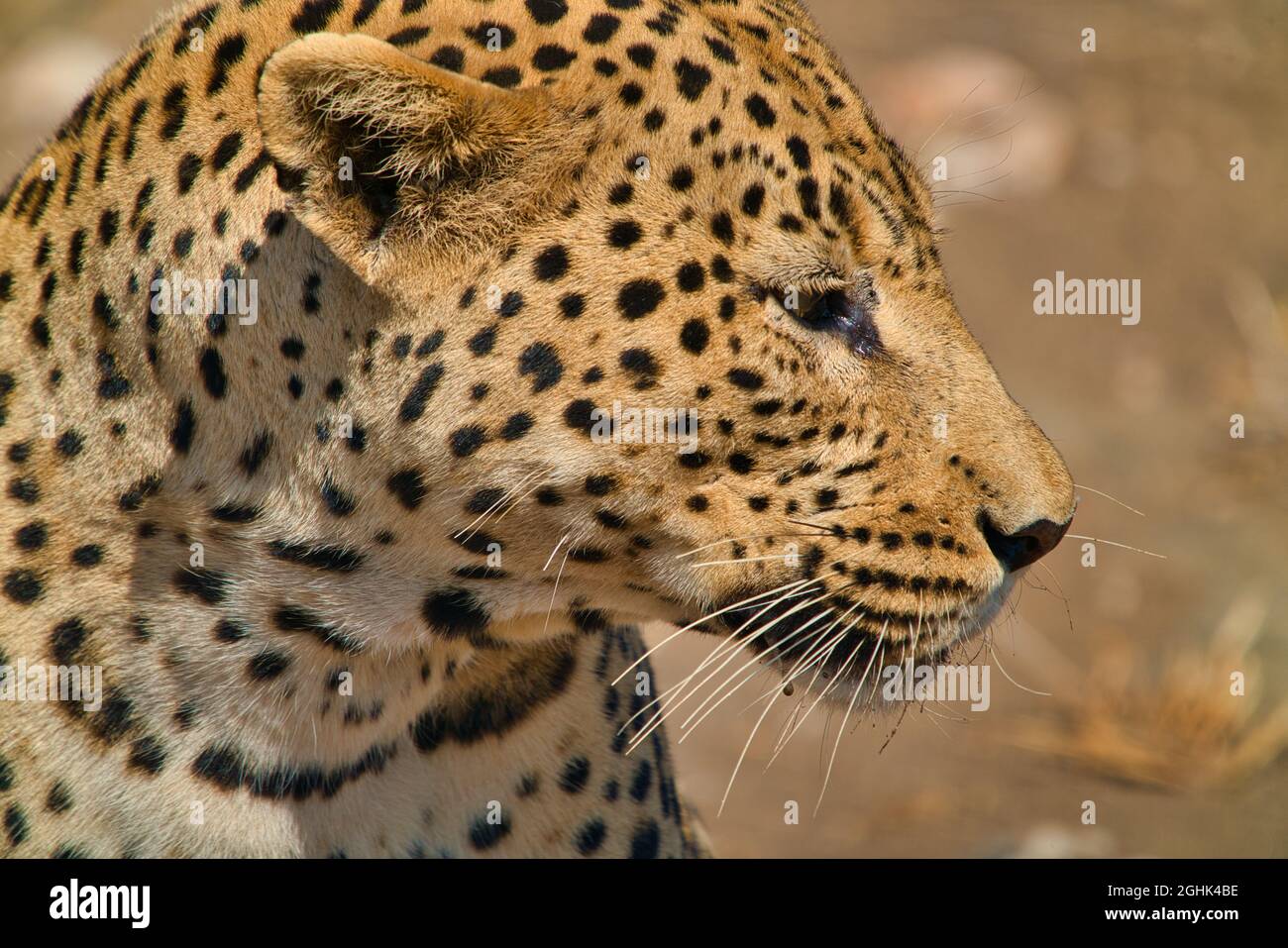 Close-up of the side of the cheetah's head. Wild Cheetah Protection ...