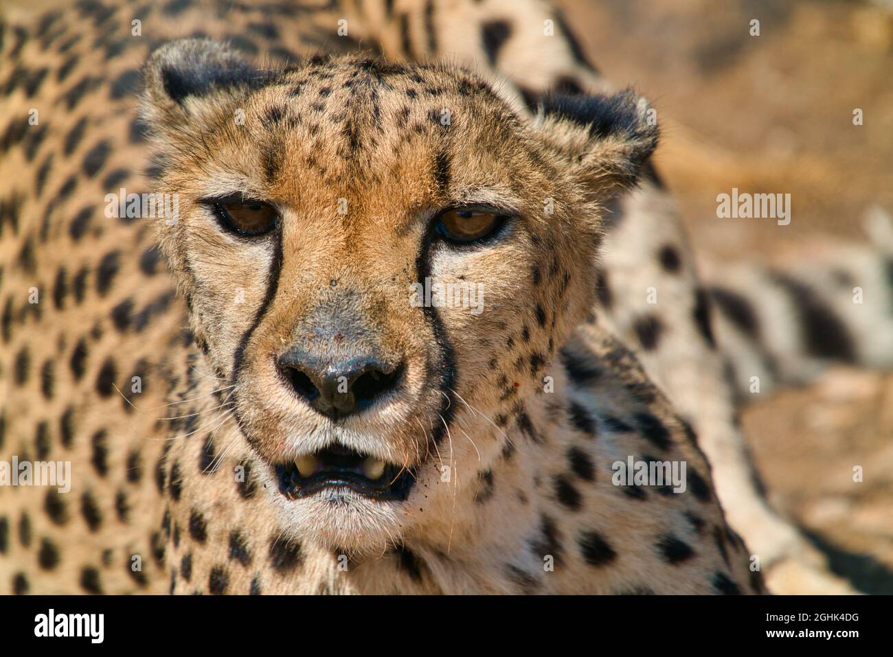 A close-up of the front of Cheetah's head. Wild Cheetah Protection ...