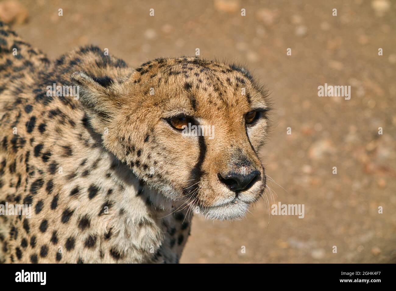 Close-up of the side of the cheetah's head. Wild Cheetah Protection ...