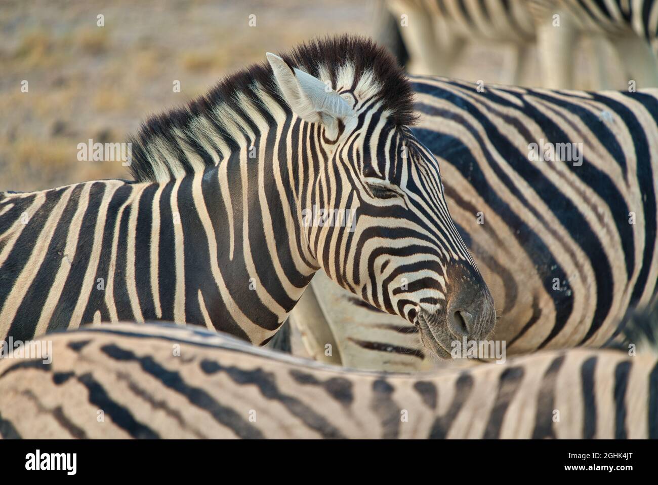Closeup of a mountain zebra (Equus zebra) with its eyes closed ...