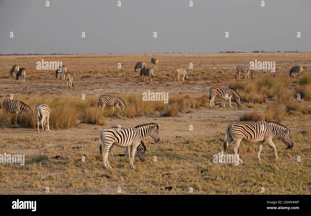 Baby zebra eating grass hi-res stock photography and images - Alamy