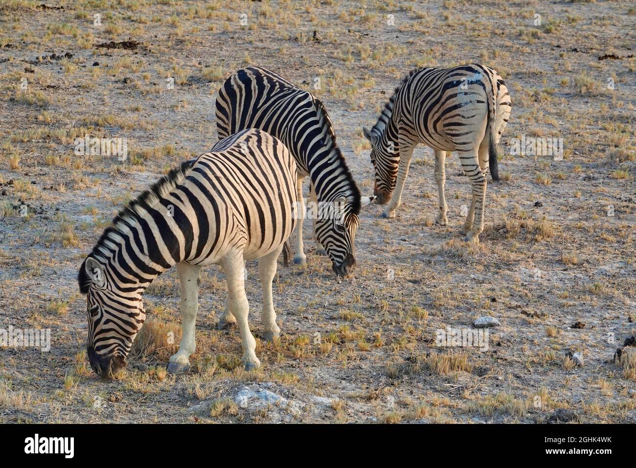 Family of three zebras zoo hi-res stock photography and images - Alamy