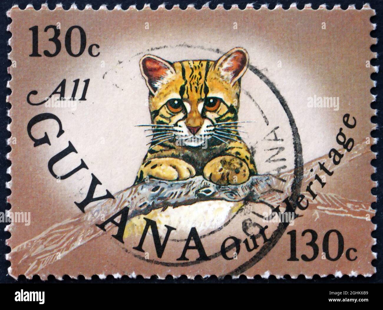 GUYANA - CIRCA 1985: a stamp printed in Guyana shows ocelot cub ...