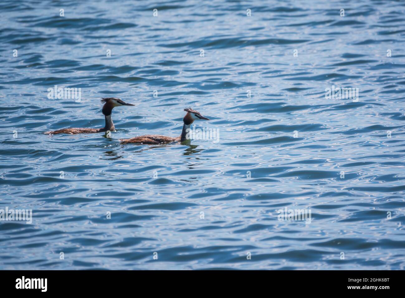 Two Great Crested Grebes swim in the lake. The great crested grebe ...