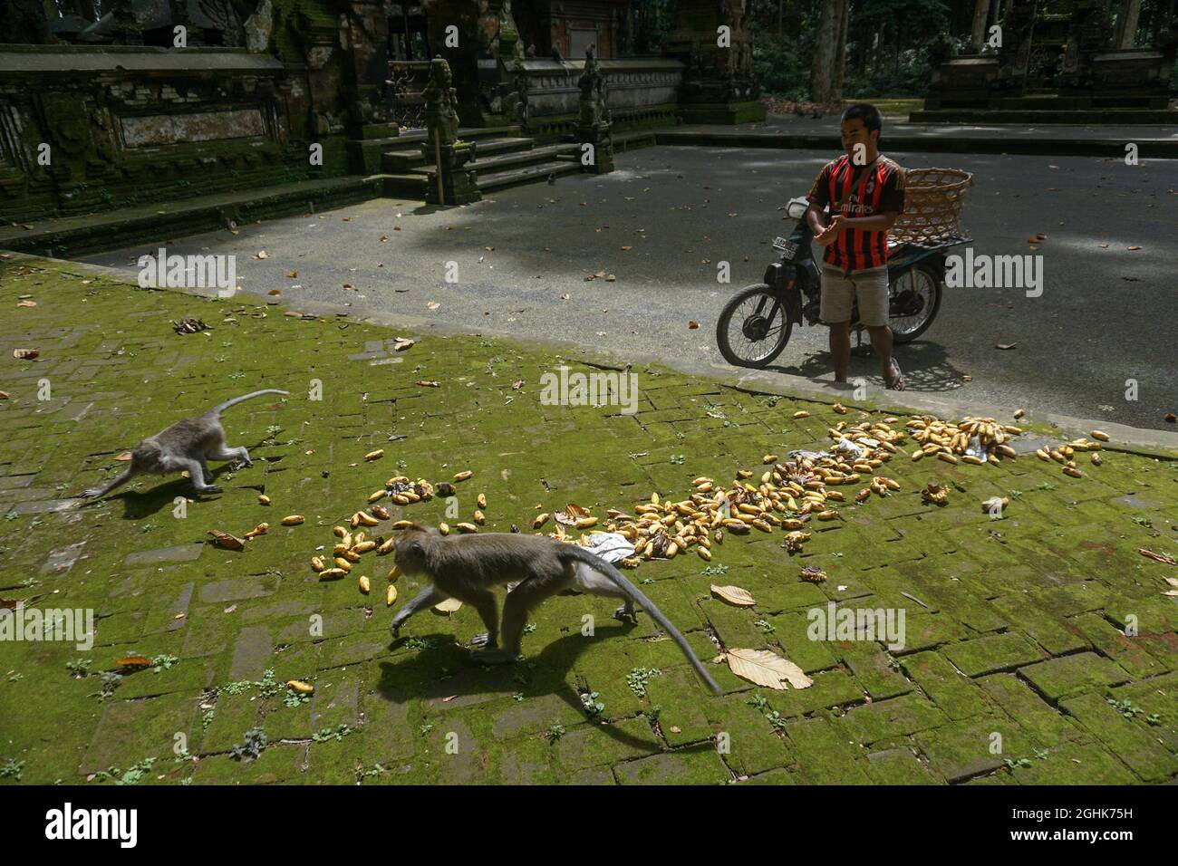 Badung, Bali, Indonesia. 6th Sep, 2021. A keeper feeds the monkeys with ...