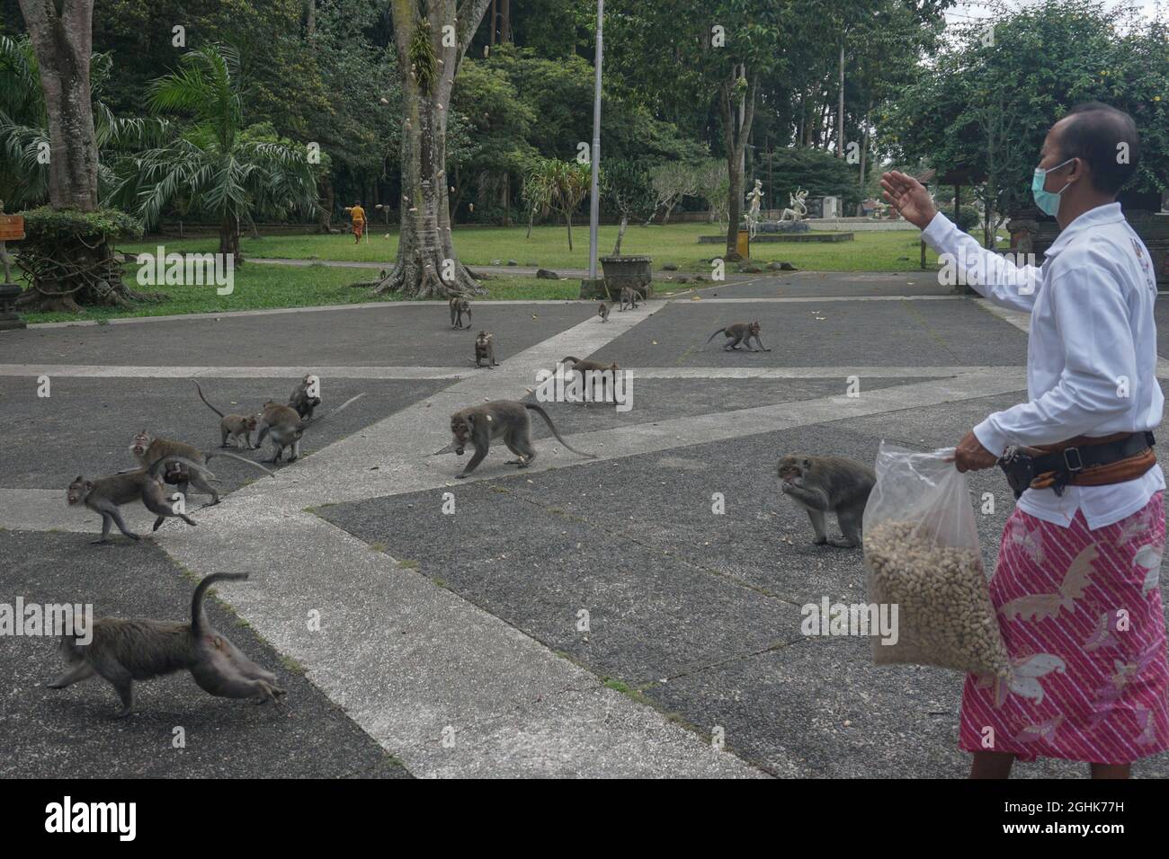 Badung, Bali, Indonesia. 6th Sep, 2021. A keeper feeds the monkeys with ...